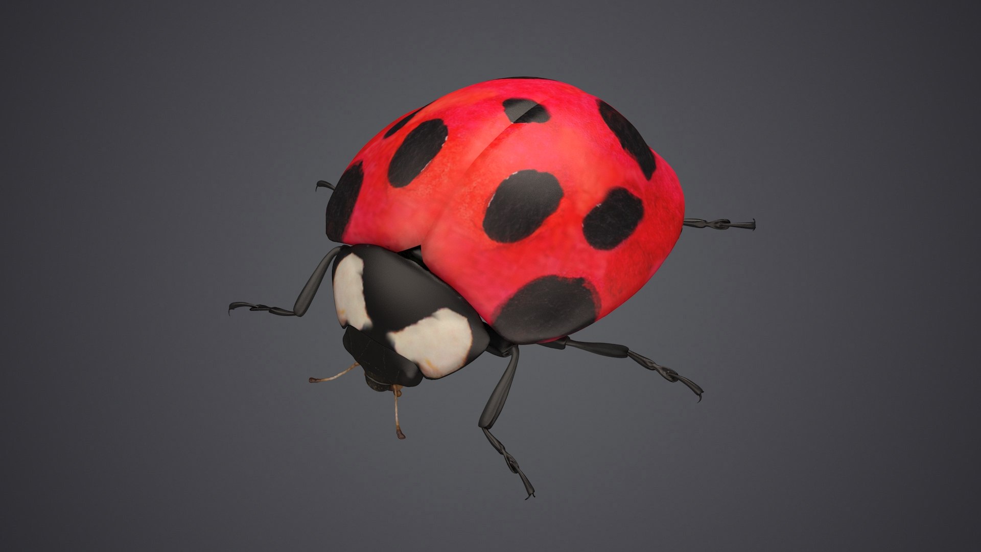 3D Ladybug Ladybird Beetle Bug Insect Coccinella Insects Bugs Fly ...