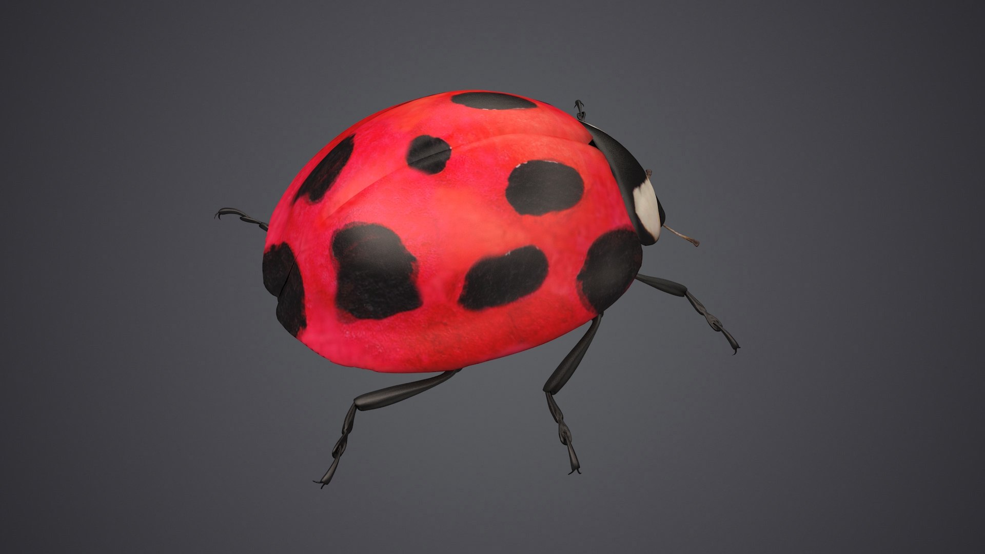 3D Ladybug Ladybird Beetle Bug Insect Coccinella Insects Bugs Fly ...
