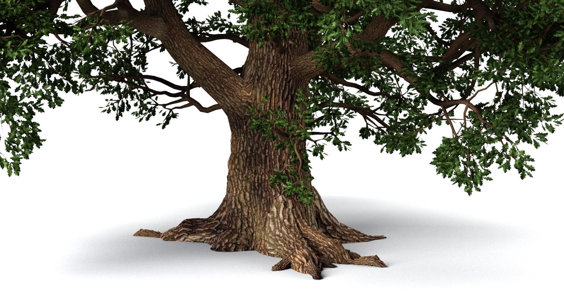 3D Model Oak Tree - TurboSquid 1426536
