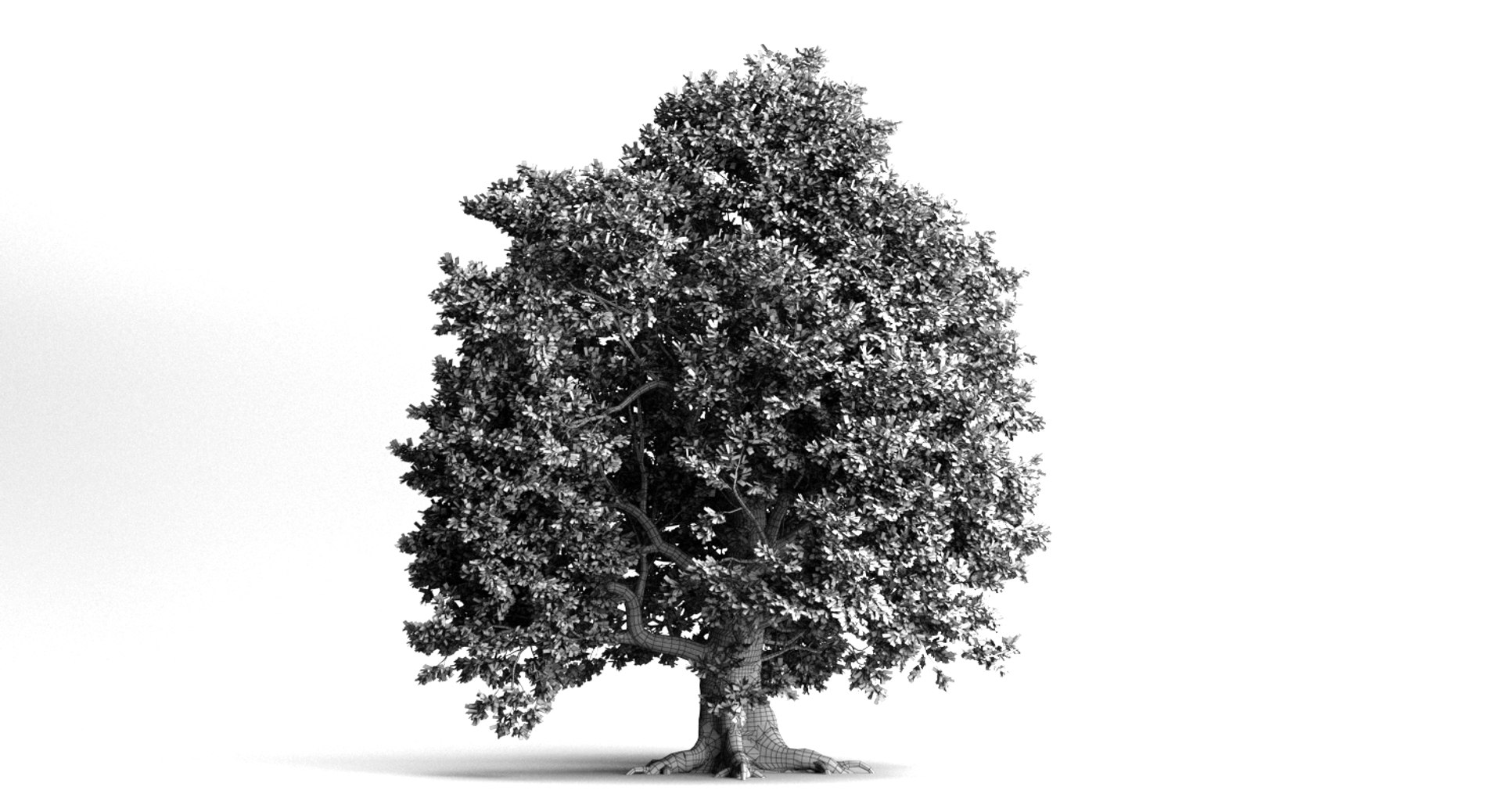 3D Model Oak Tree - TurboSquid 1426536