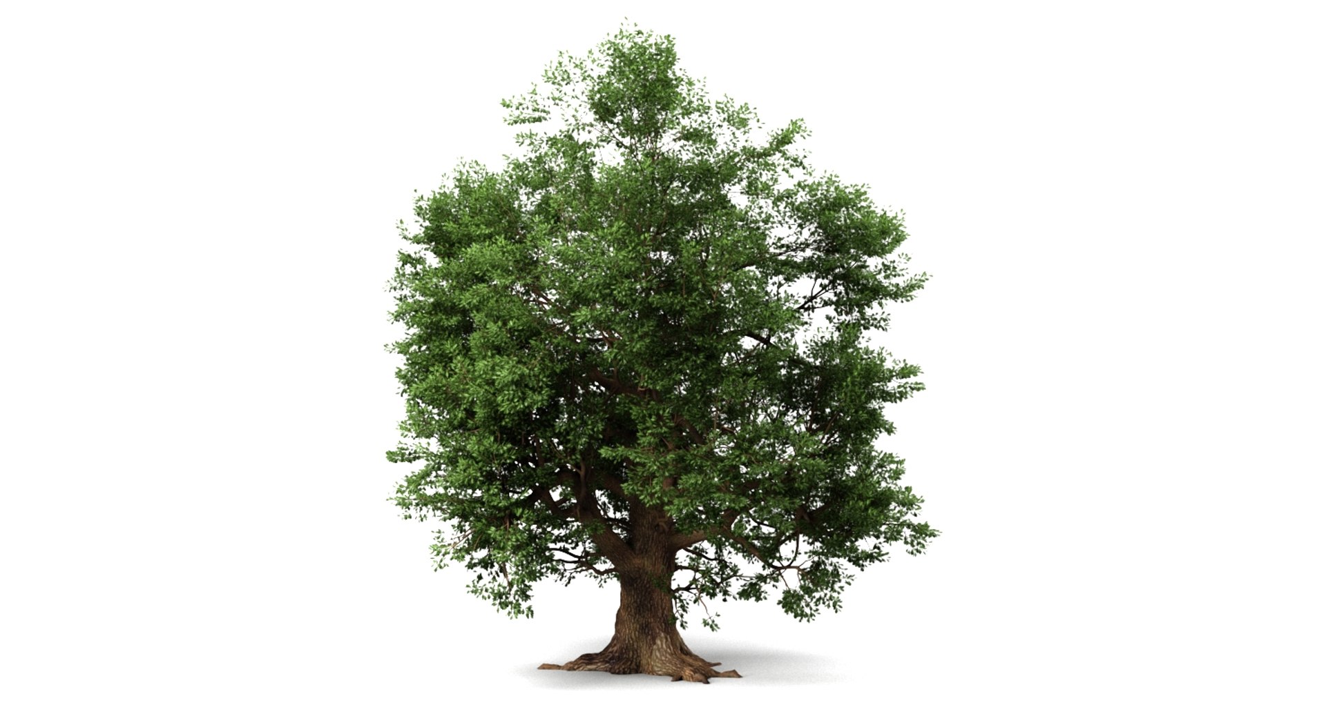 3D Model Oak Tree - TurboSquid 1426536