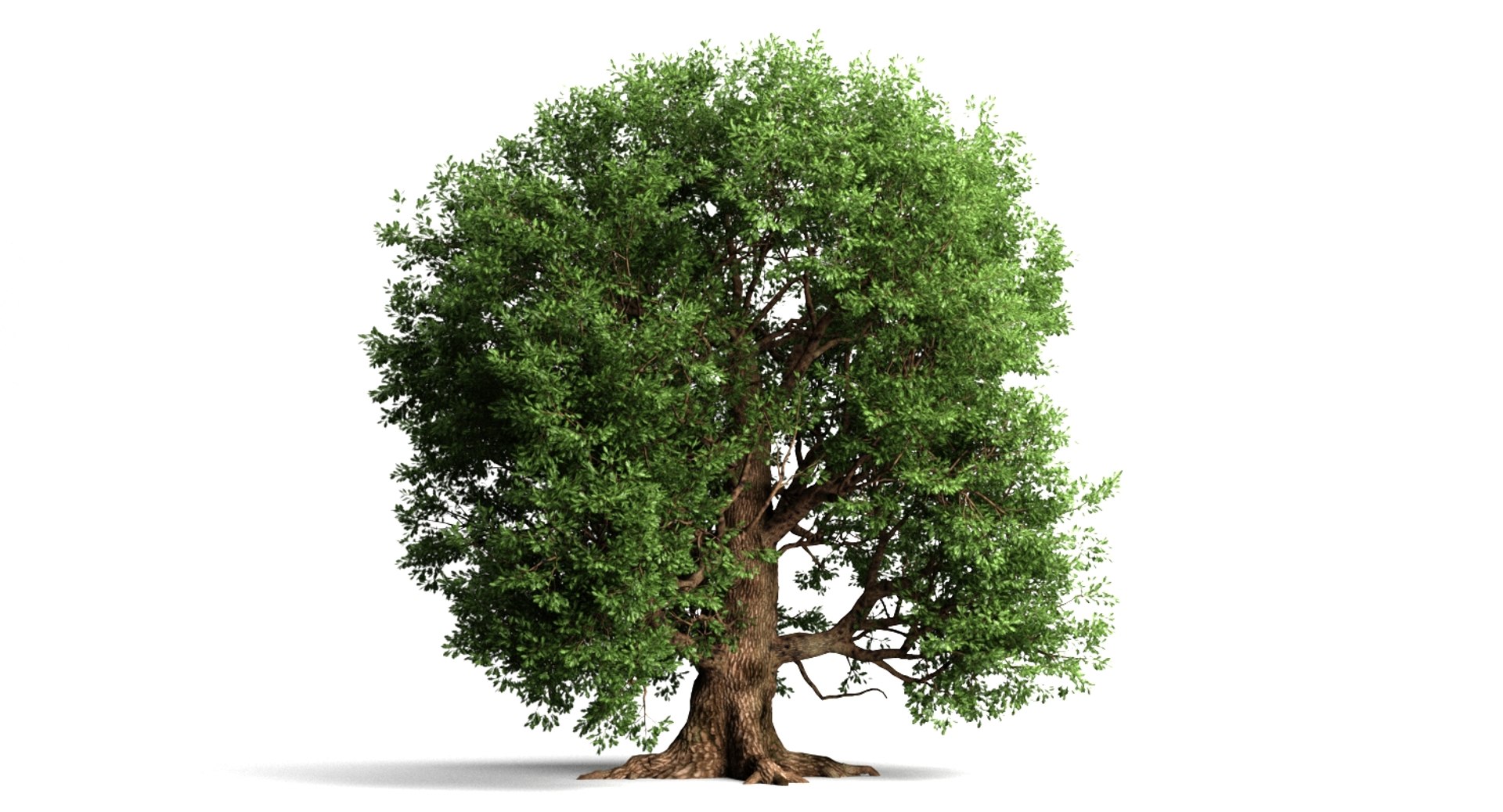 3D Model Oak Tree - TurboSquid 1426536