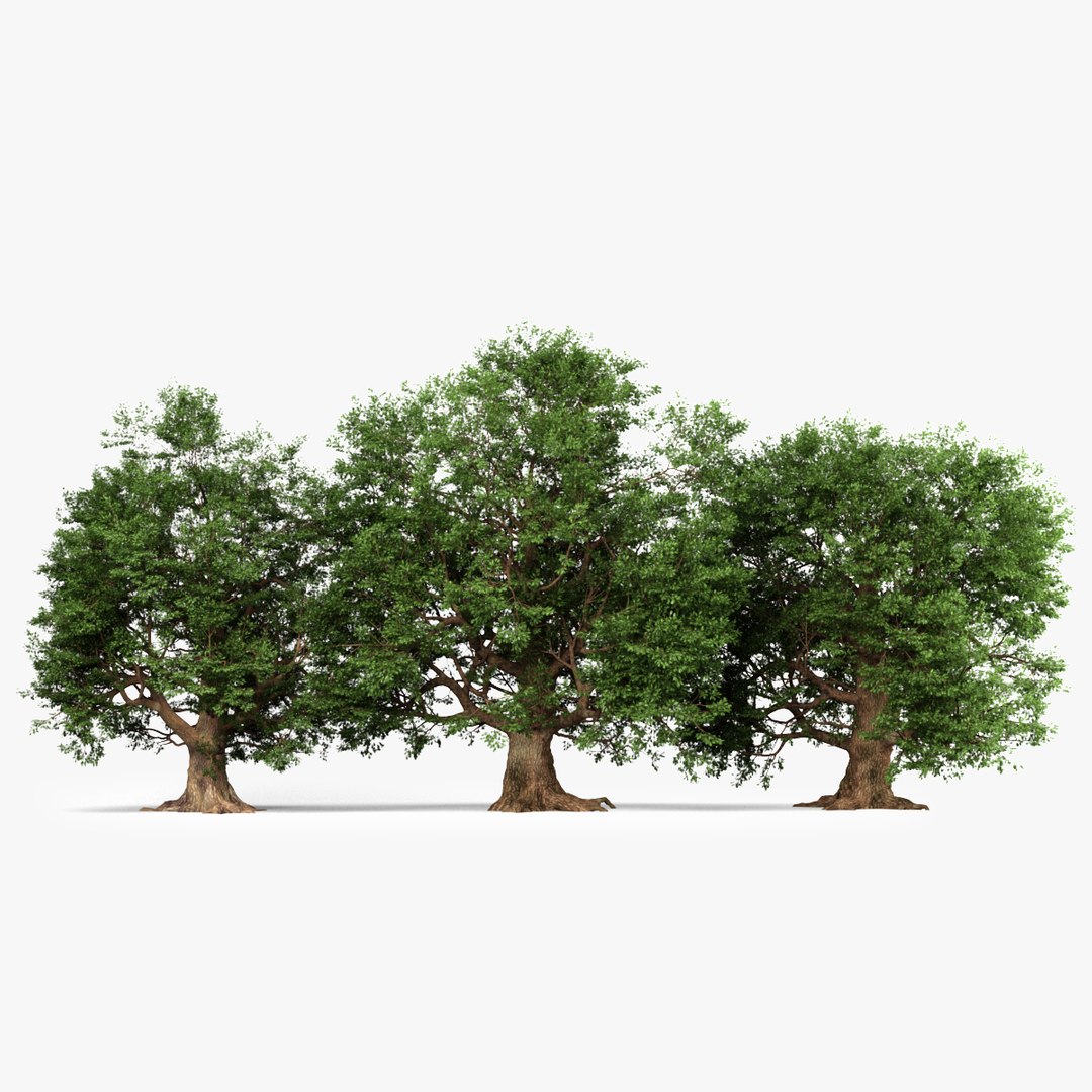 3D Model Oak Tree - TurboSquid 1426536