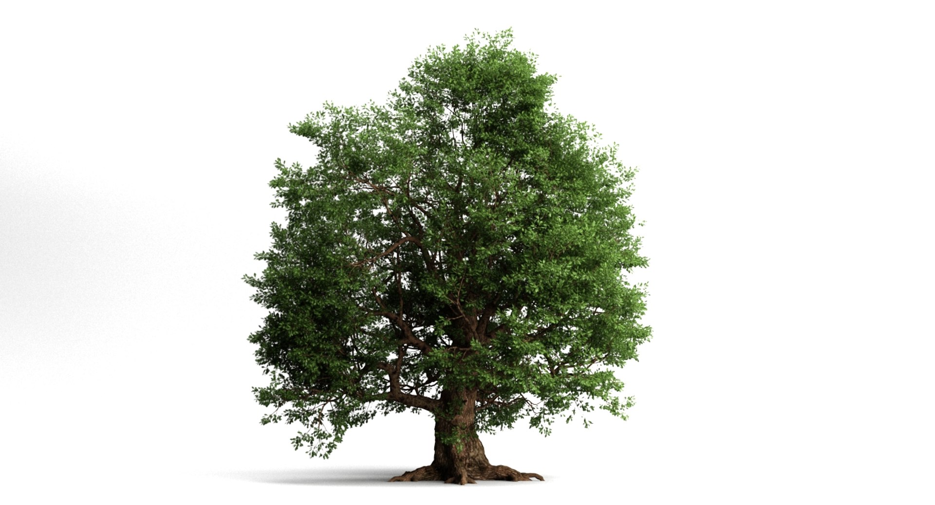 3D Model Oak Tree - TurboSquid 1426536