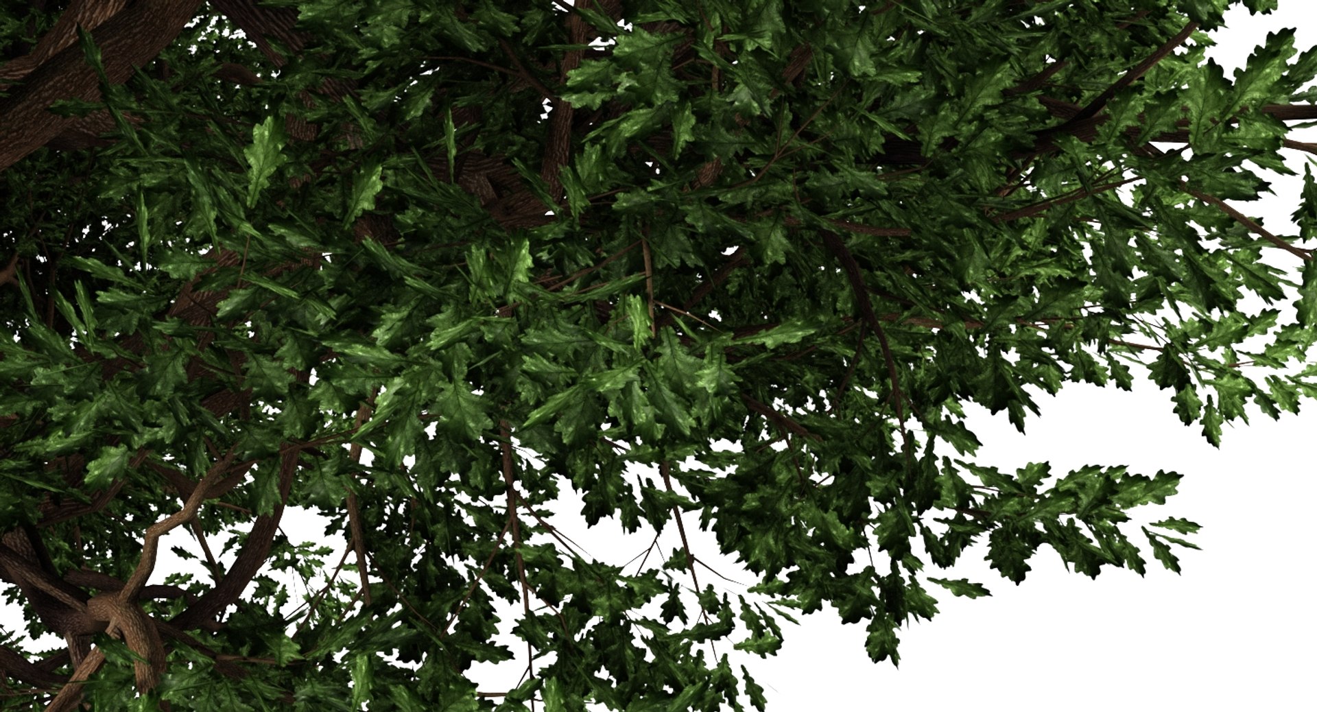 3D Model Oak Tree - TurboSquid 1426536