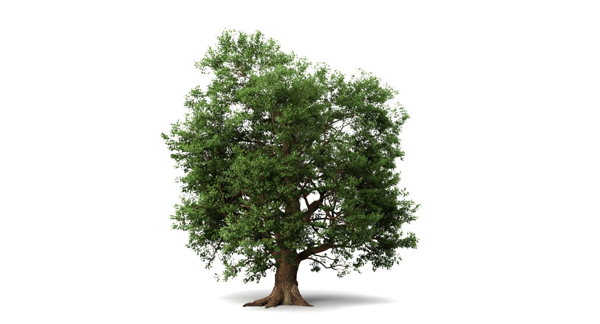 3D Model Oak Tree - TurboSquid 1426536