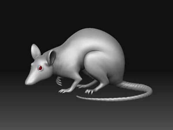 modelo 3d rata - TurboSquid 390486