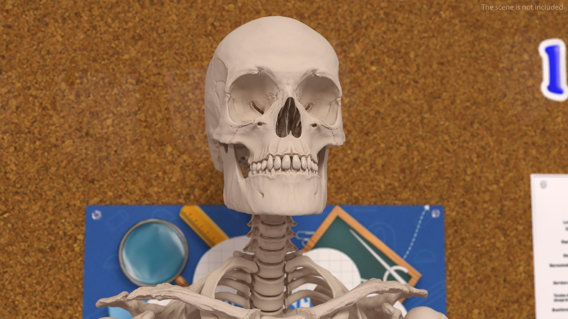 3D Human Male Skeleton Anatomy Rigged - TurboSquid 2385505