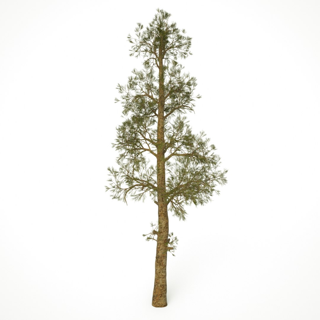3D Pine Tree Model - TurboSquid 1379410
