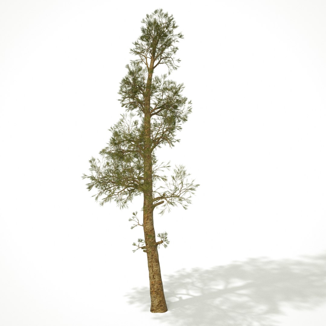 3D Pine Tree Model - TurboSquid 1379410