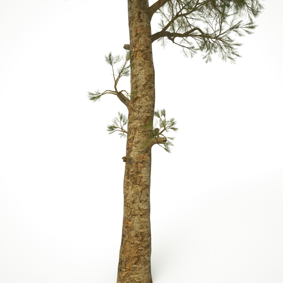3D Pine Tree Model - TurboSquid 1379410