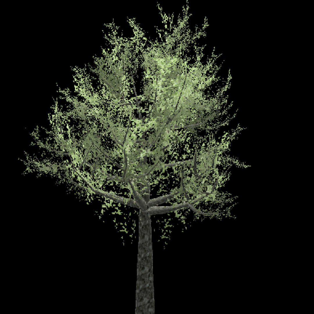 15 Evergreen Trees Tropical 3d Model
