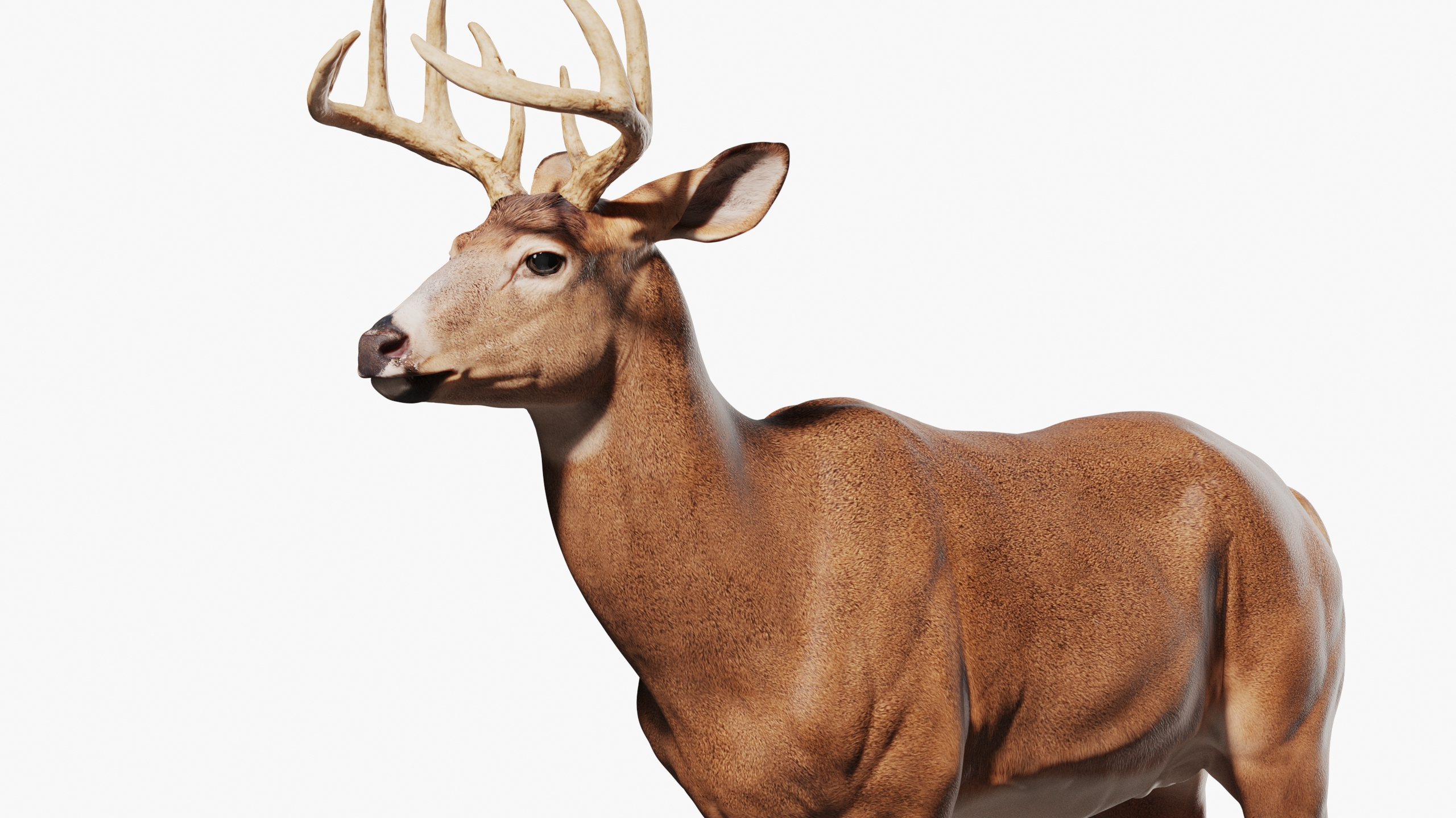 White tailed Deer Virginia Deer Zbrush 3D model - TurboSquid 1725673