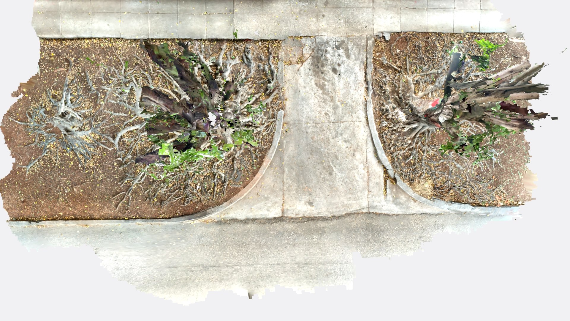 3D Model Jaguey Tree Roots - TurboSquid 1968059