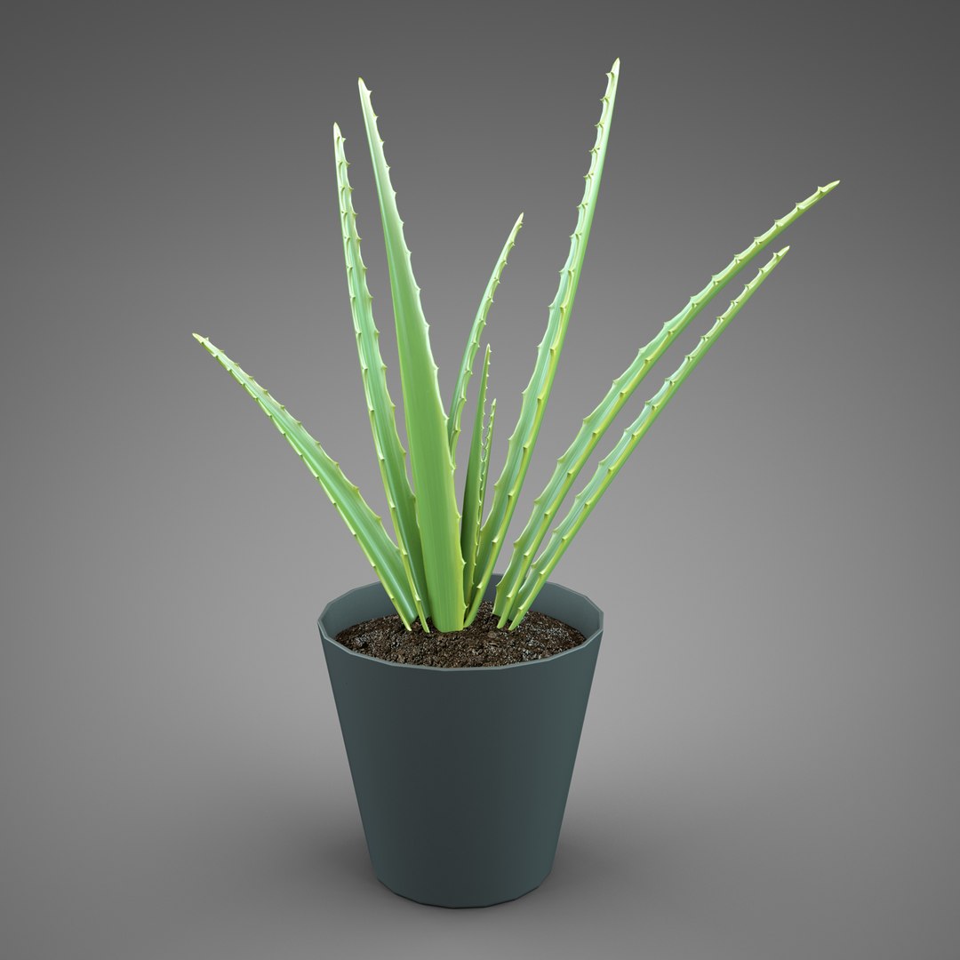3d Plant Home Aloe Model