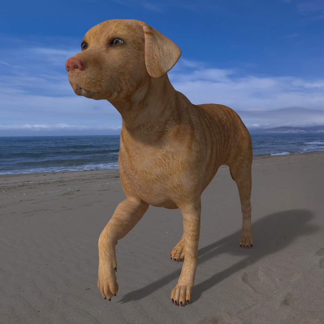 LAB-018 Dog Walking 3D model - TurboSquid 1914404