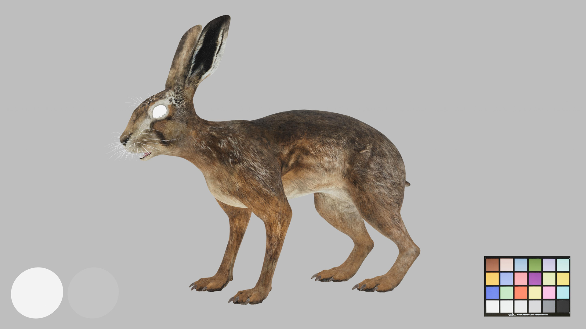 3D Model Hare - TurboSquid 2180781