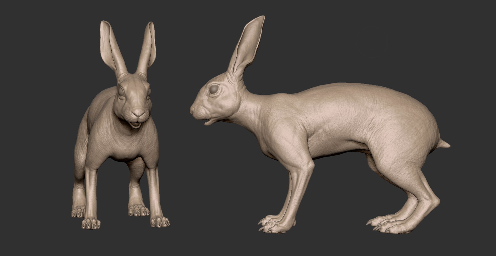 3D Model Hare - TurboSquid 2180781