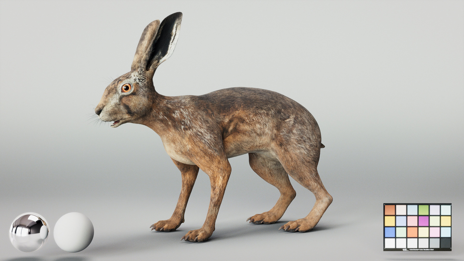 3D Model Hare - TurboSquid 2180781