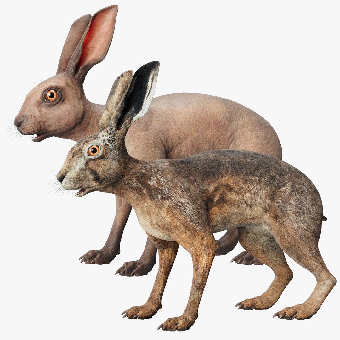 3D Model Hare - TurboSquid 2180781