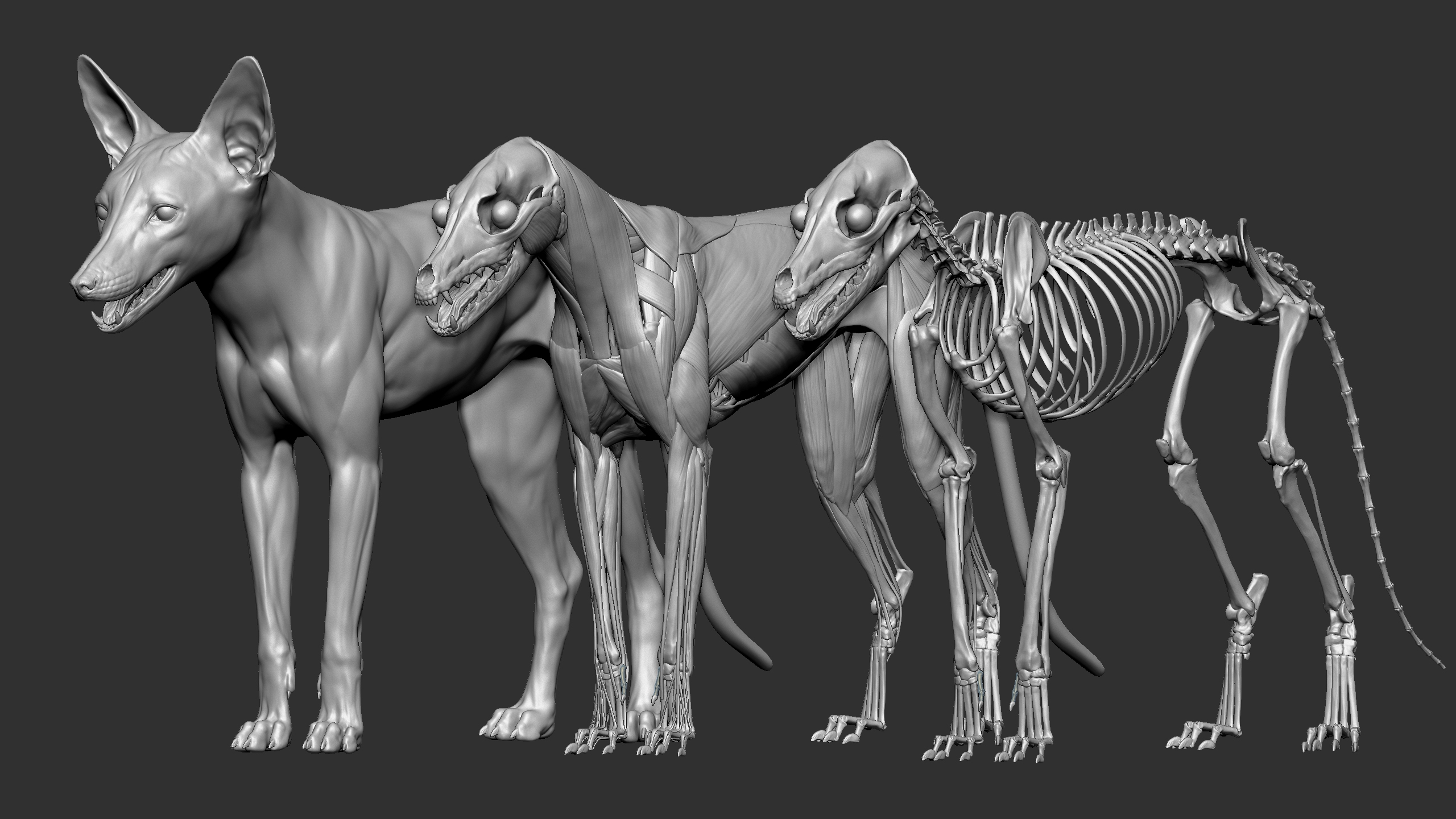 modelo 3d SIMULACIÓN MUSCULAR Fox VFX - TurboSquid 1645572