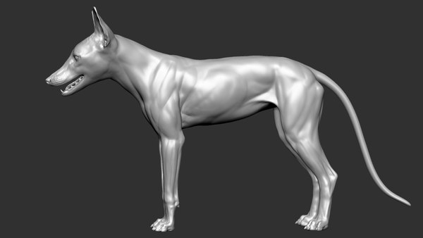 Zbrush 3D model - TurboSquid 1645572
