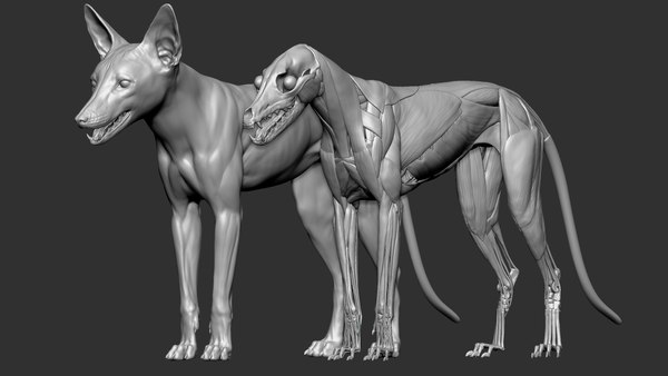 Zbrush 3D model - TurboSquid 1645572