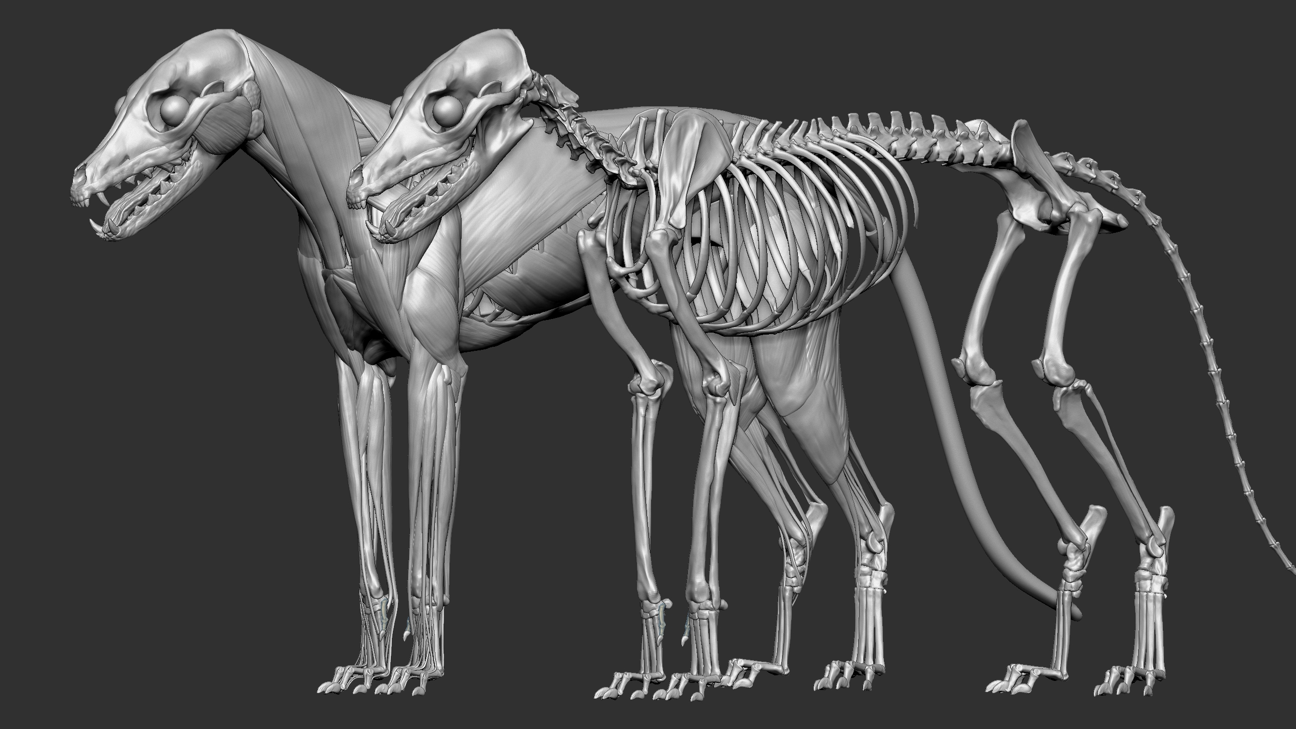 Zbrush 3D model - TurboSquid 1645572