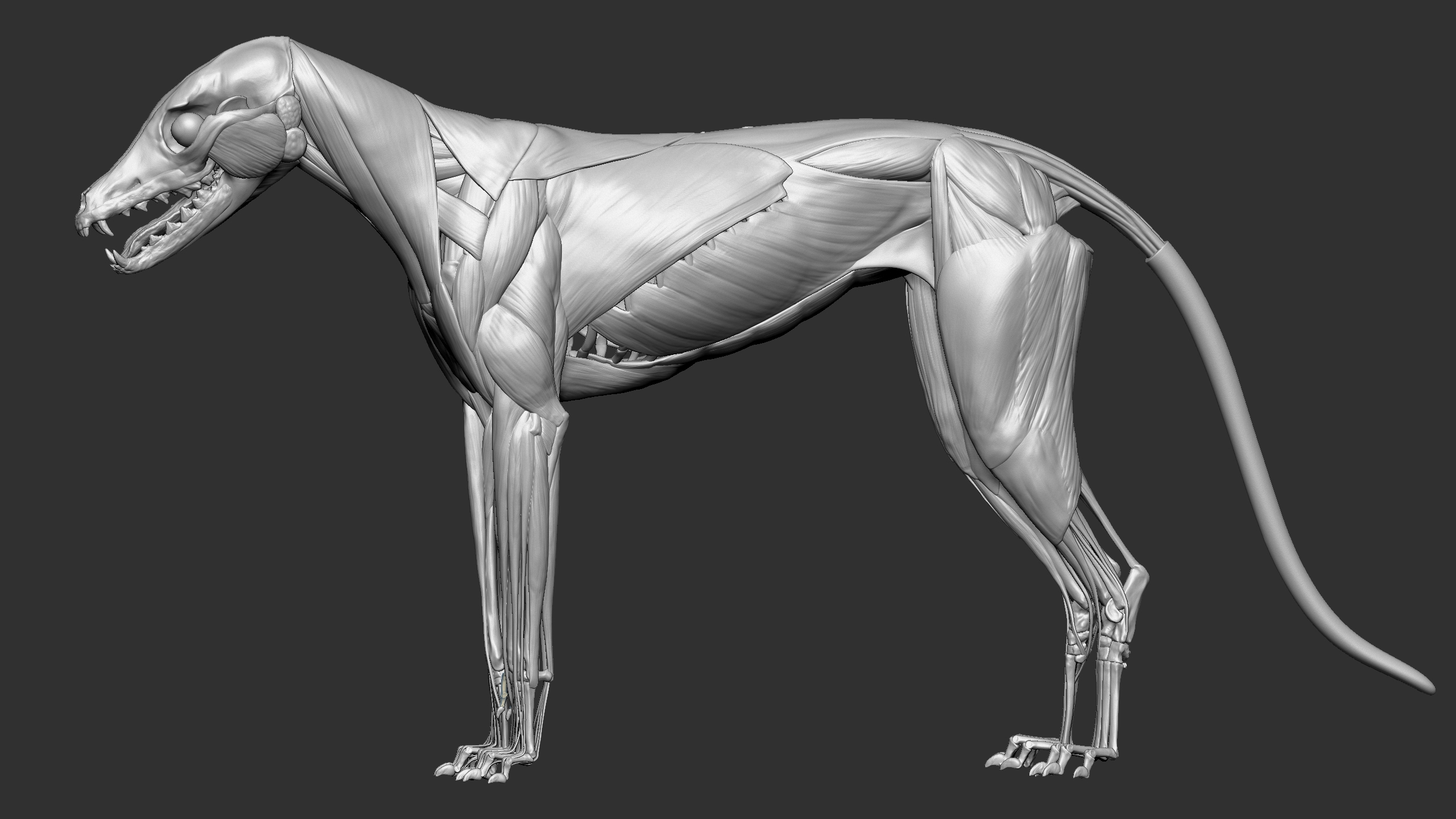 Zbrush 3D model - TurboSquid 1645572