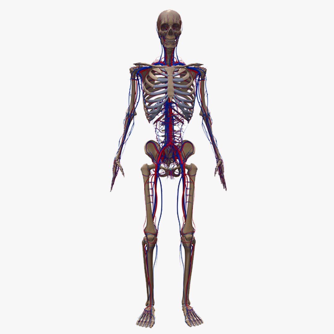 3D model body lymphnodes - TurboSquid 1319739