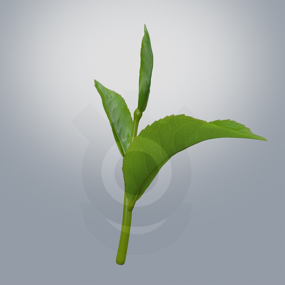 Green Tea Leaf 3D Model - TurboSquid 1330545