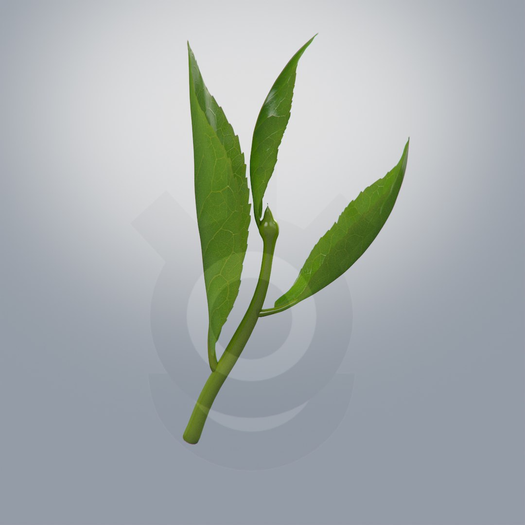Green Tea Leaf 3D Model - TurboSquid 1330545