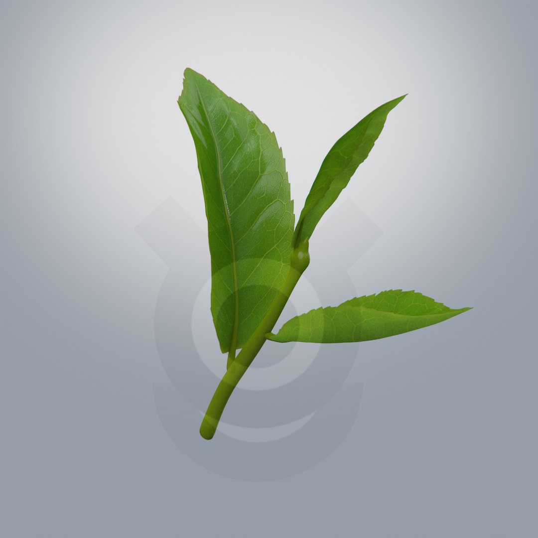 Green Tea Leaf 3D Model - TurboSquid 1330545