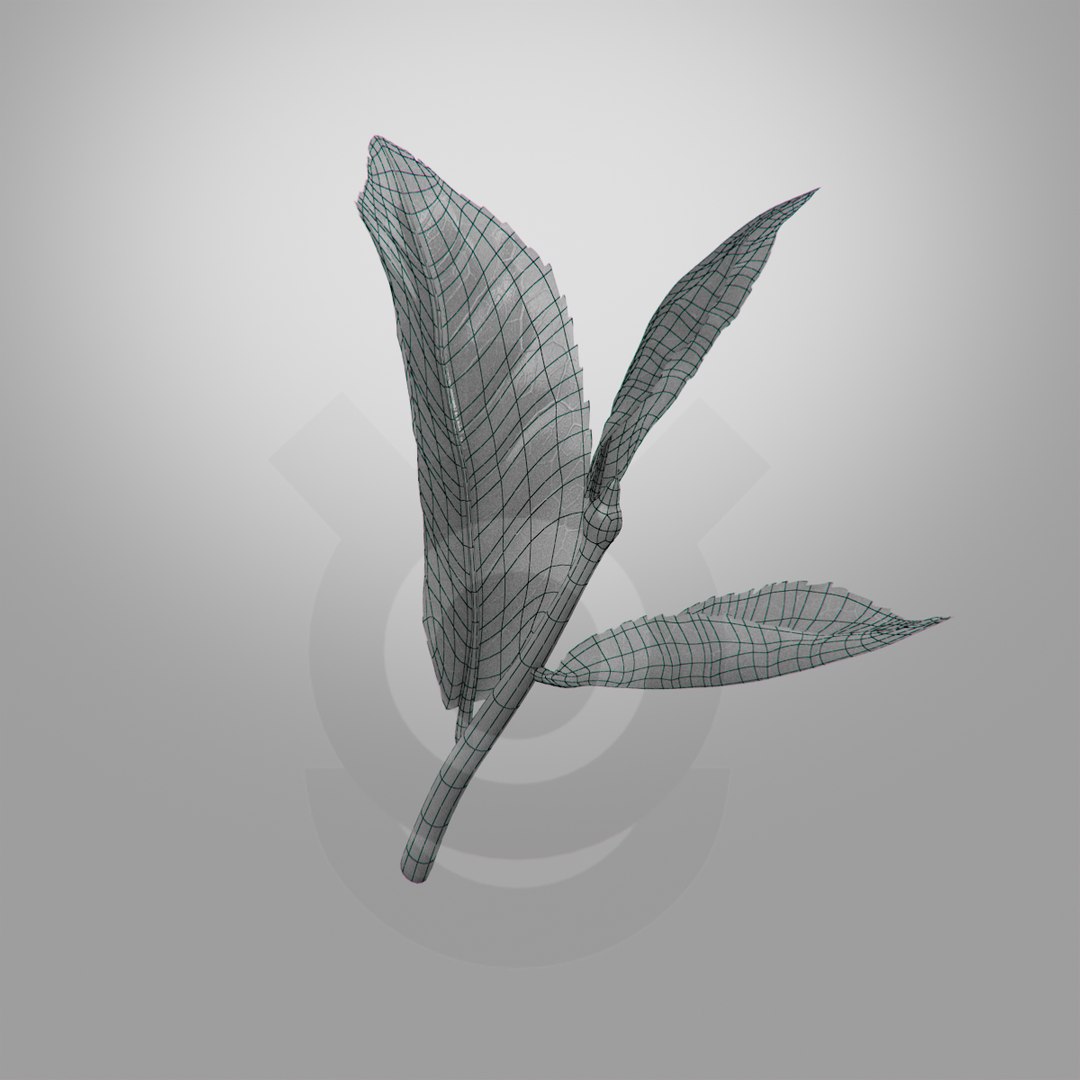 Green Tea Leaf 3D Model - TurboSquid 1330545