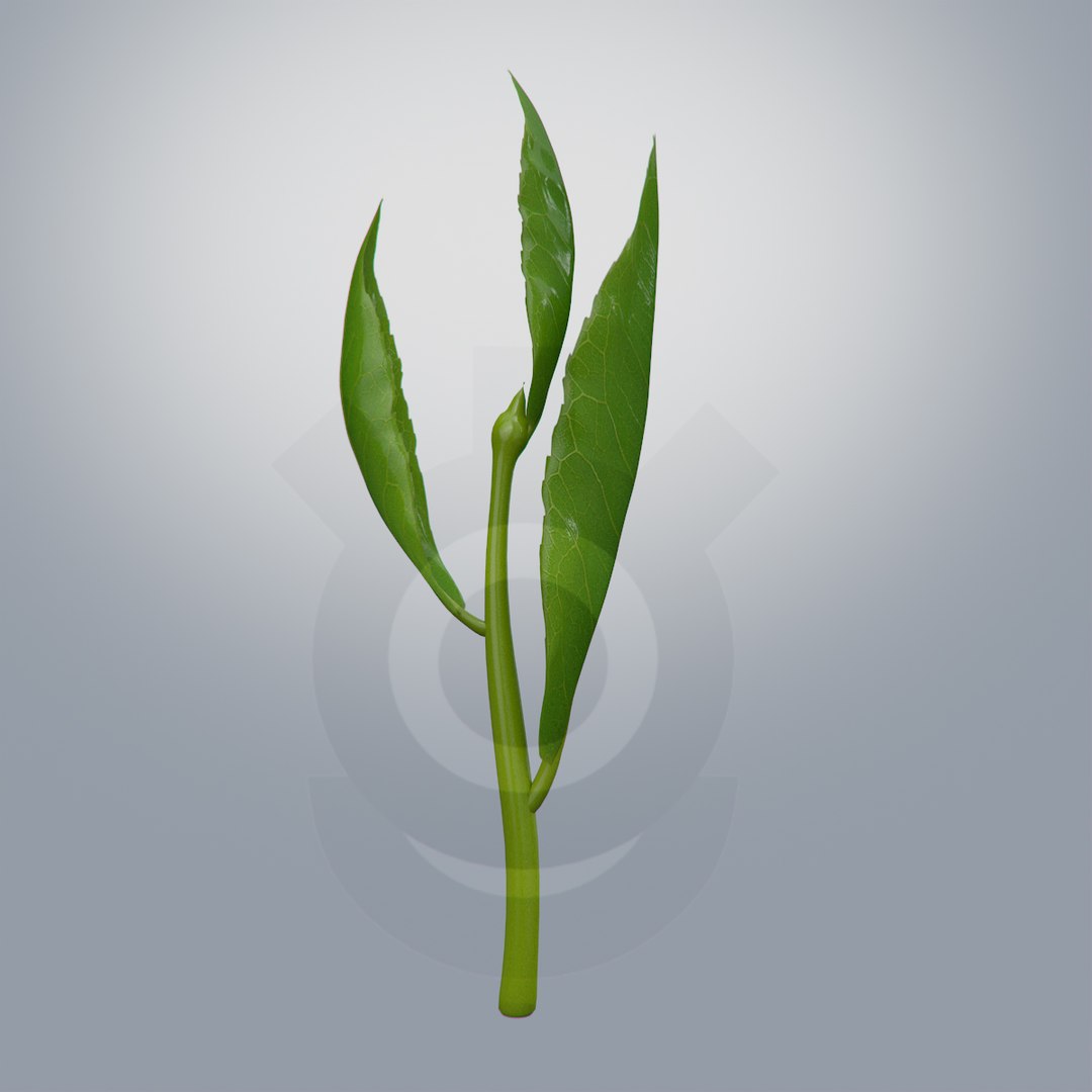 Green Tea Leaf 3D Model - TurboSquid 1330545