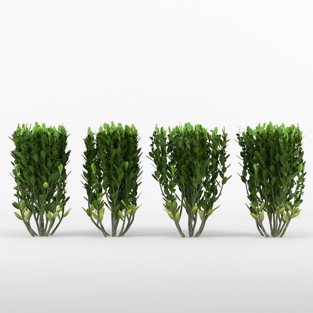 3d Model Buxus Bushes