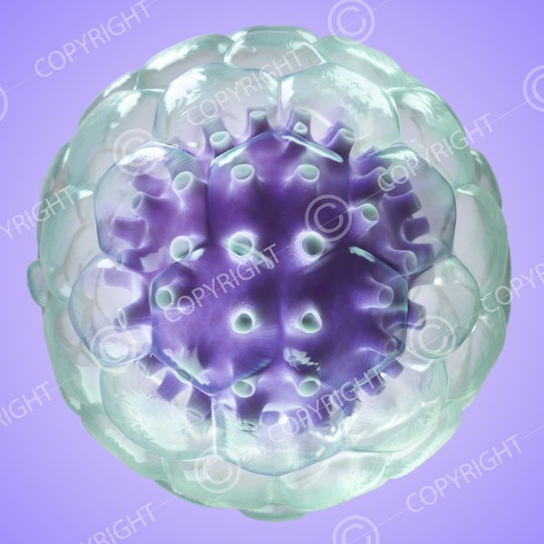 3d model cell division