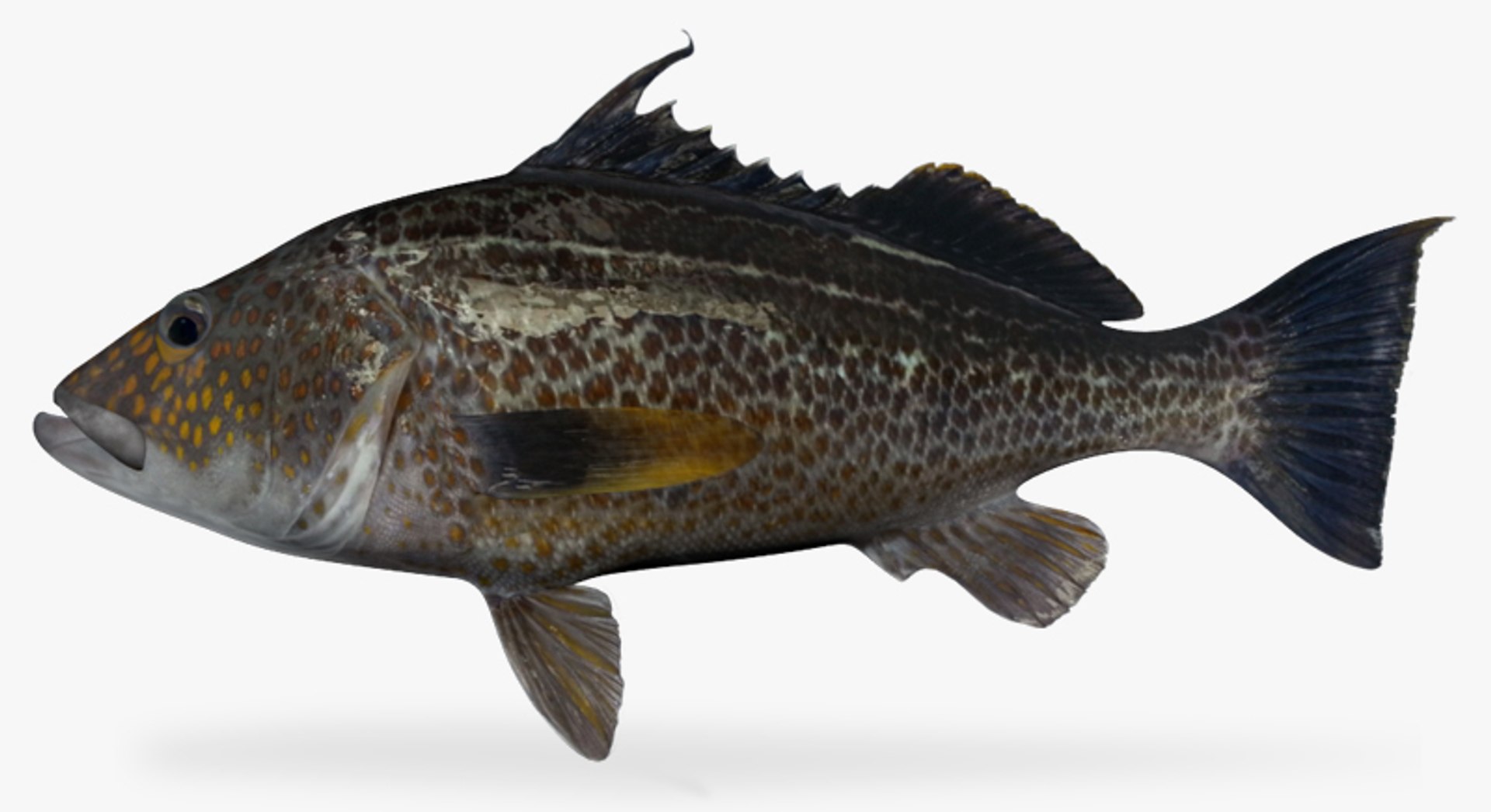 goldspotted sand bass ma