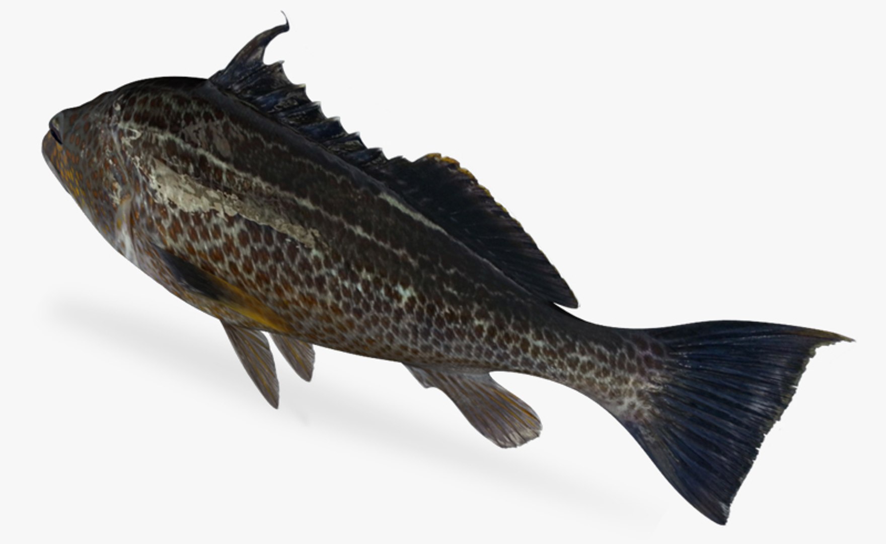 goldspotted sand bass ma