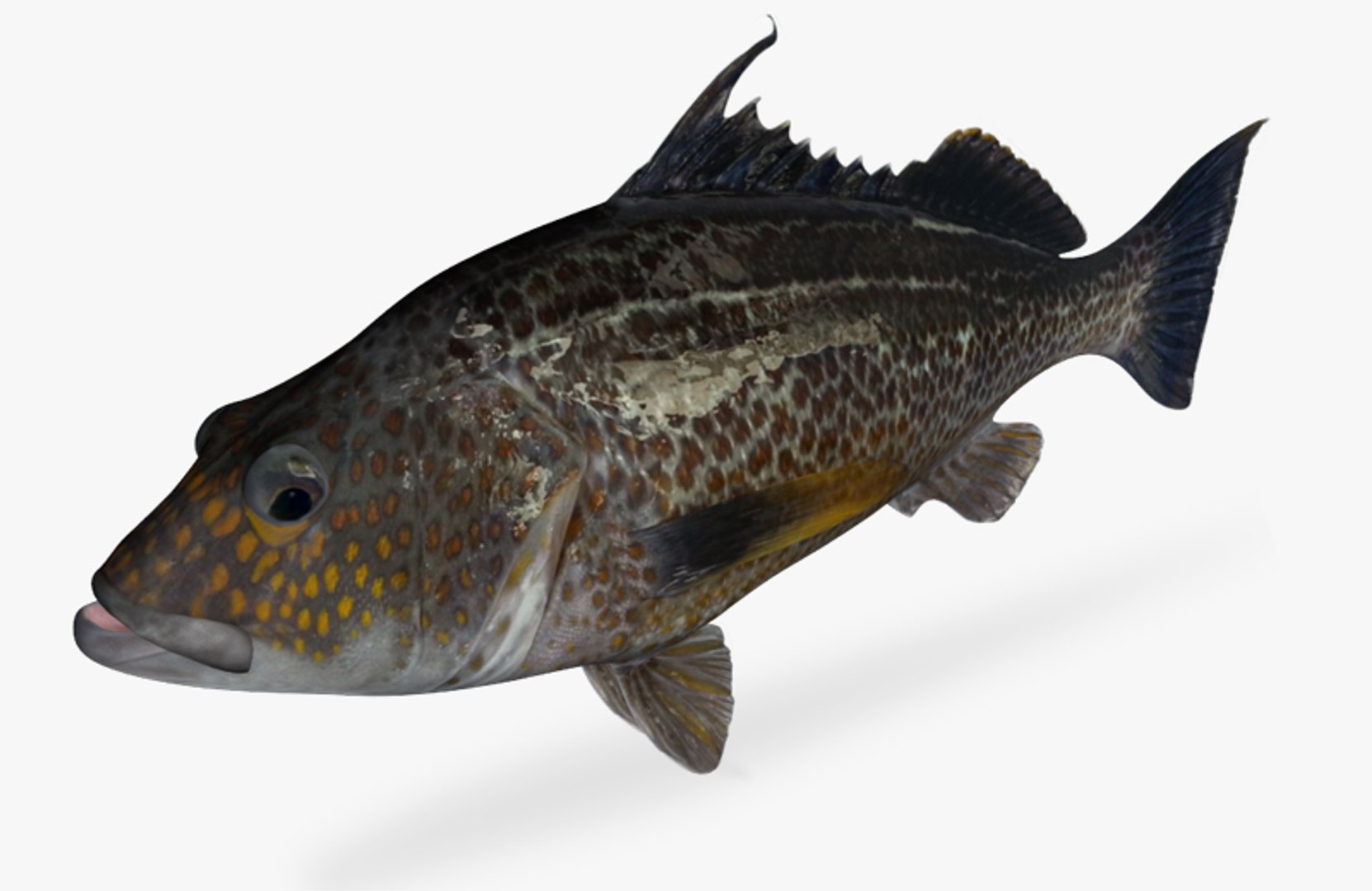 goldspotted sand bass ma