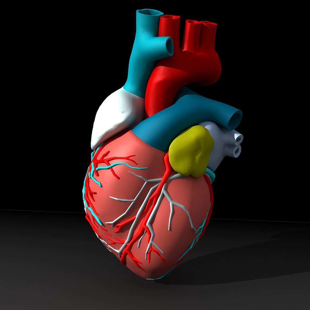 3d Obj Human Heart Anatomy