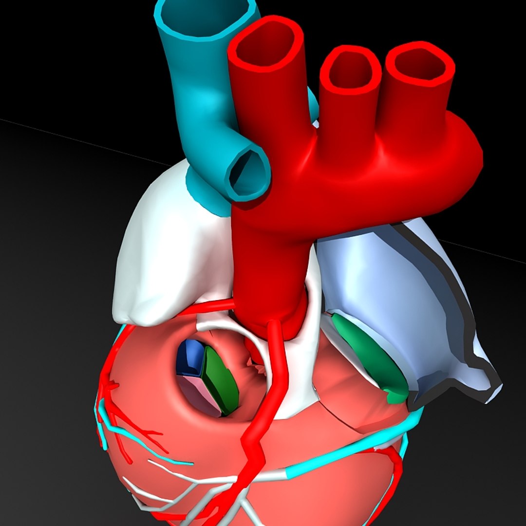 3d Obj Human Heart Anatomy