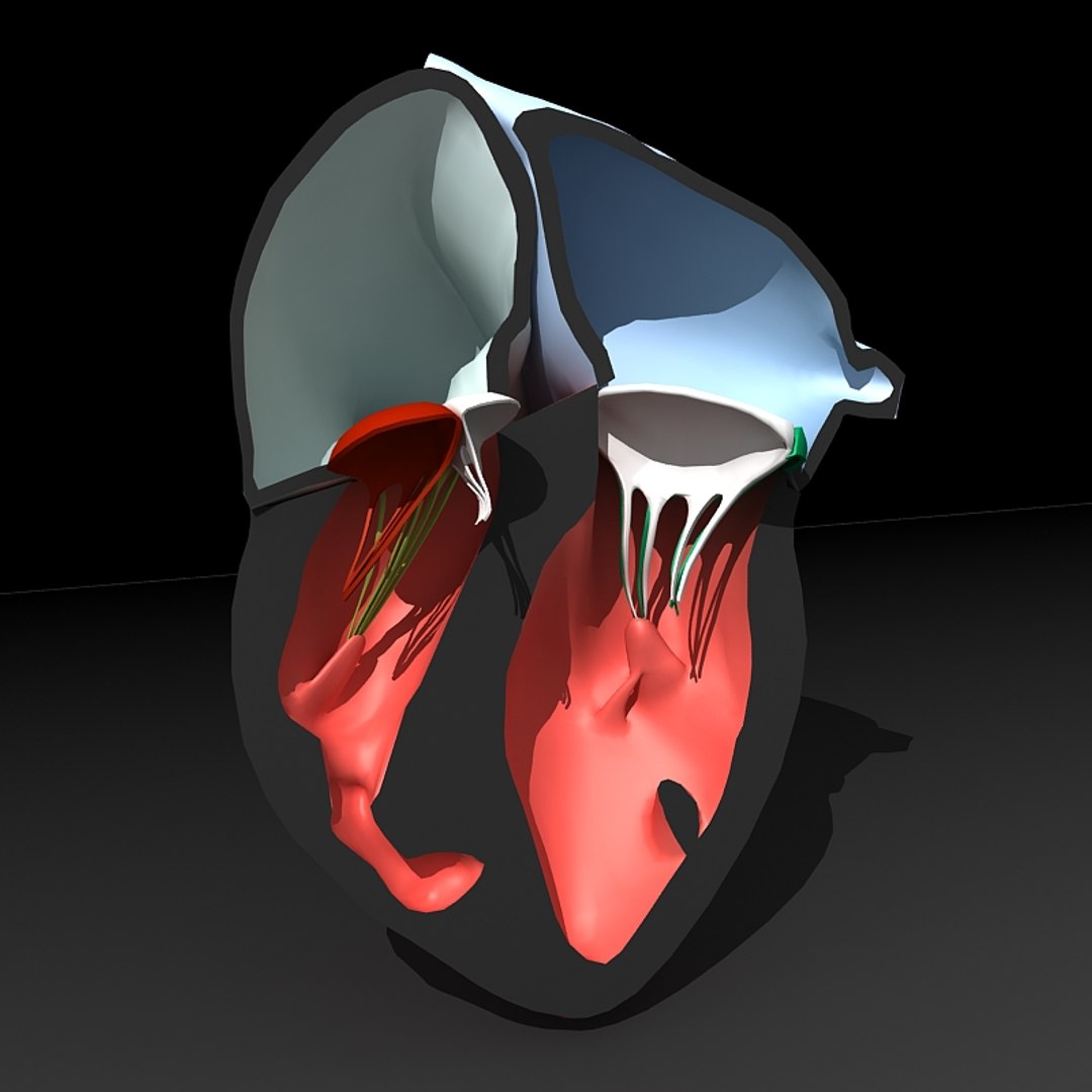 3d Obj Human Heart Anatomy