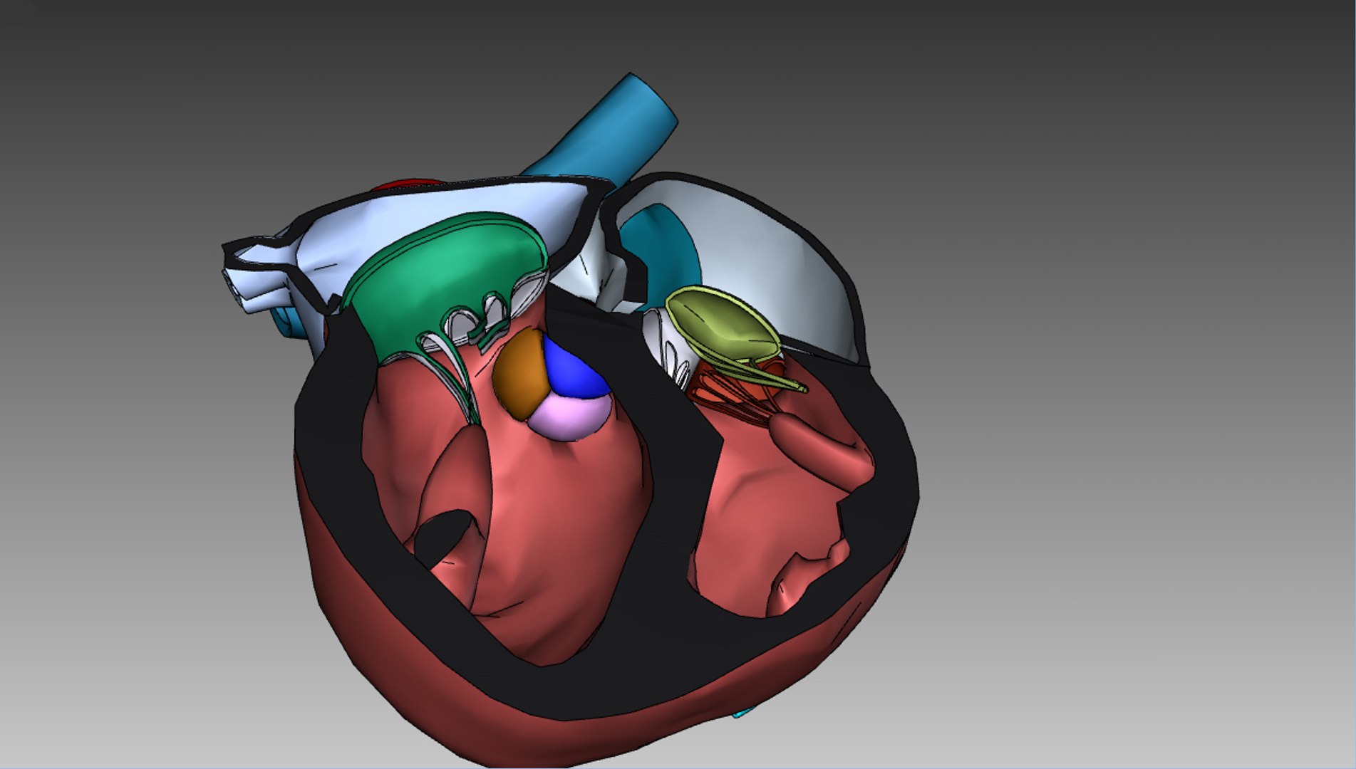 3d Obj Human Heart Anatomy