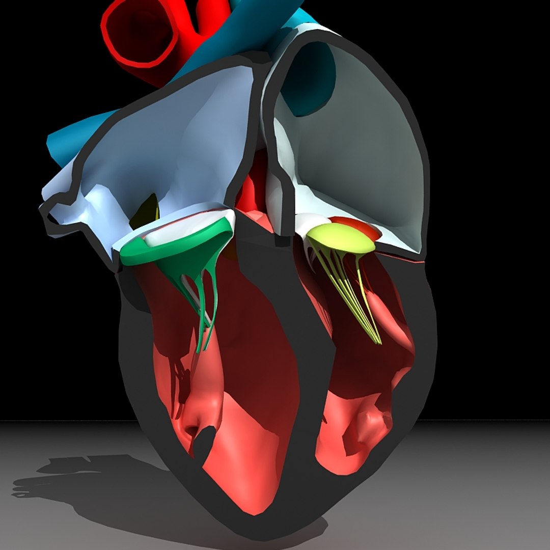 3d Obj Human Heart Anatomy