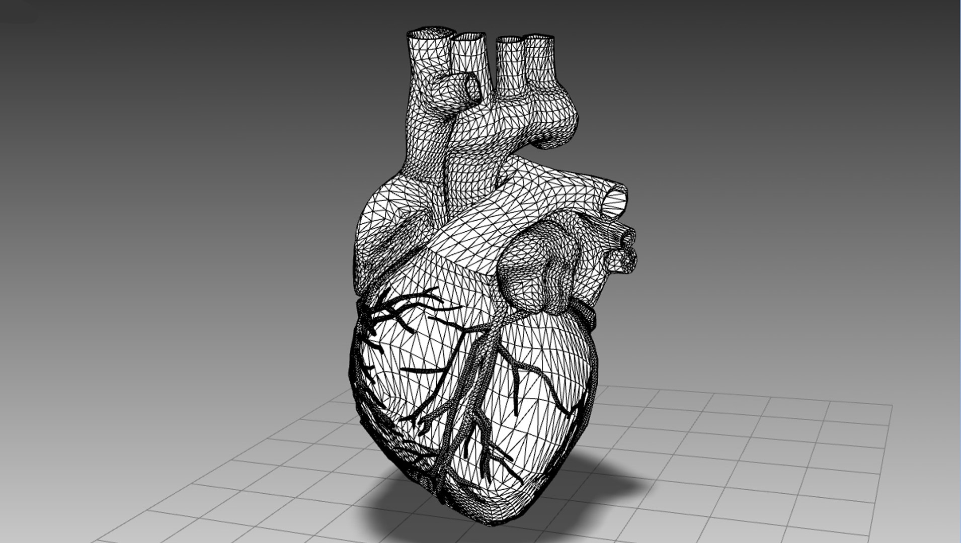 3d Obj Human Heart Anatomy