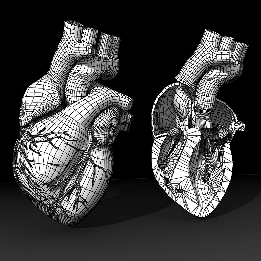 3d Obj Human Heart Anatomy