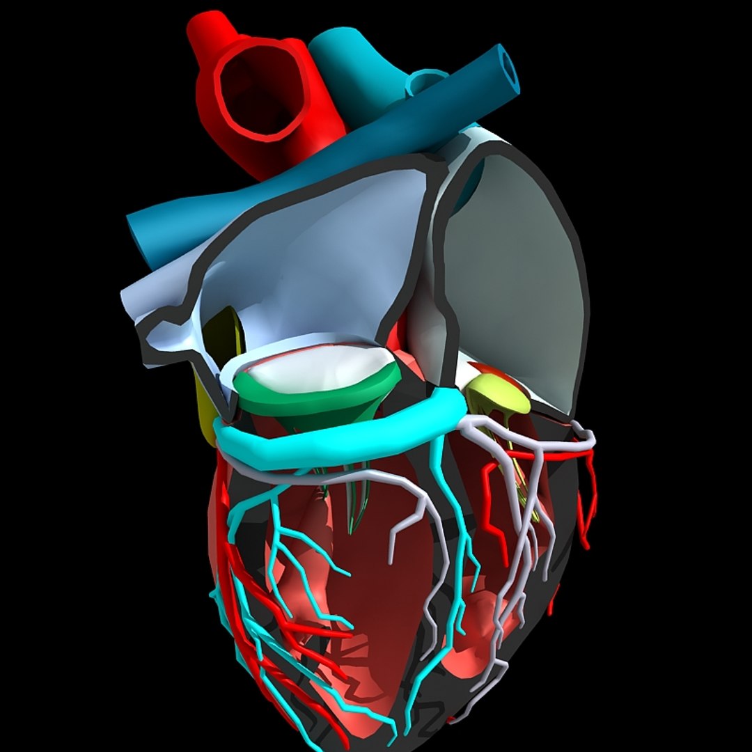 3d Obj Human Heart Anatomy