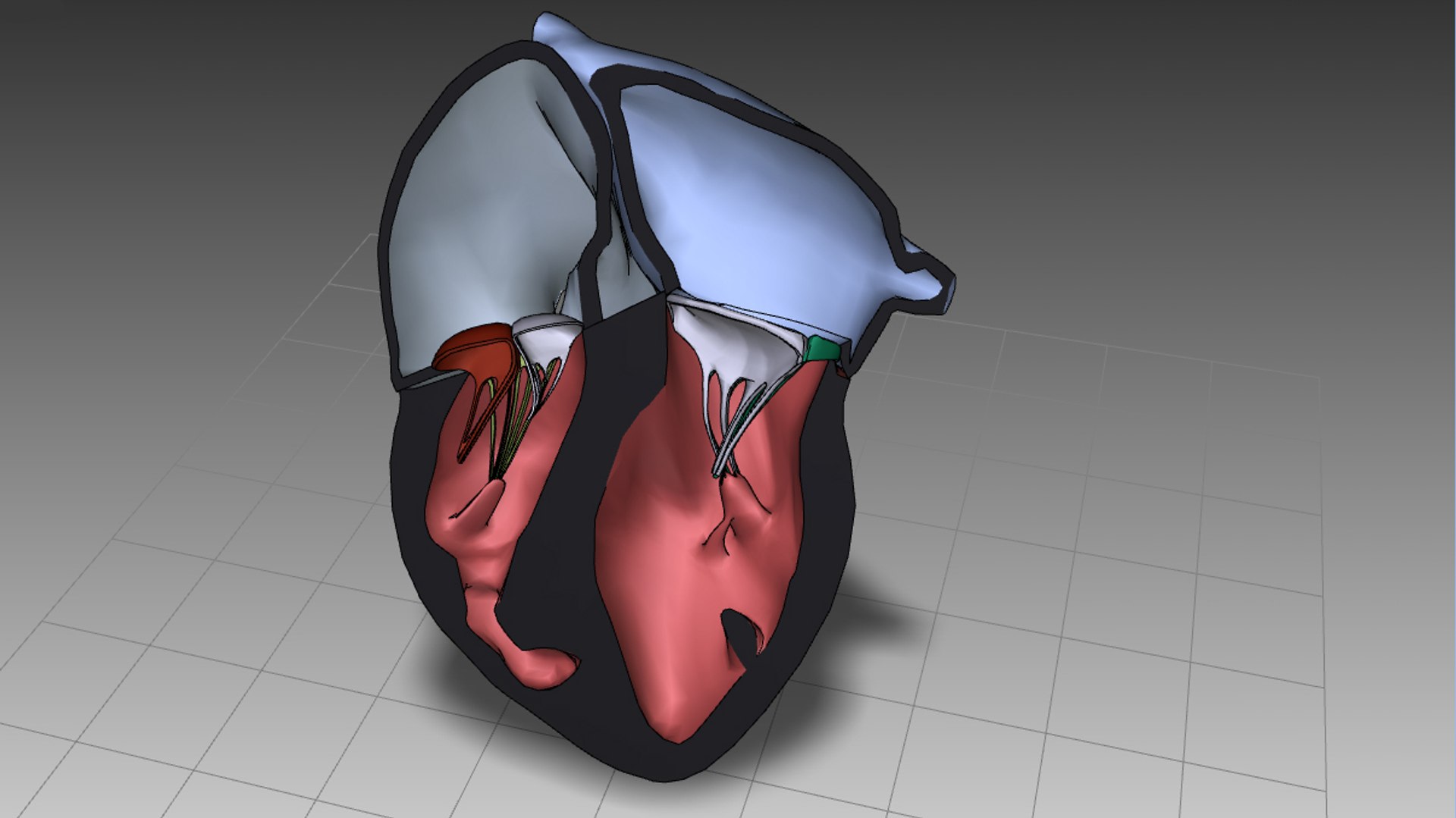 3d Obj Human Heart Anatomy