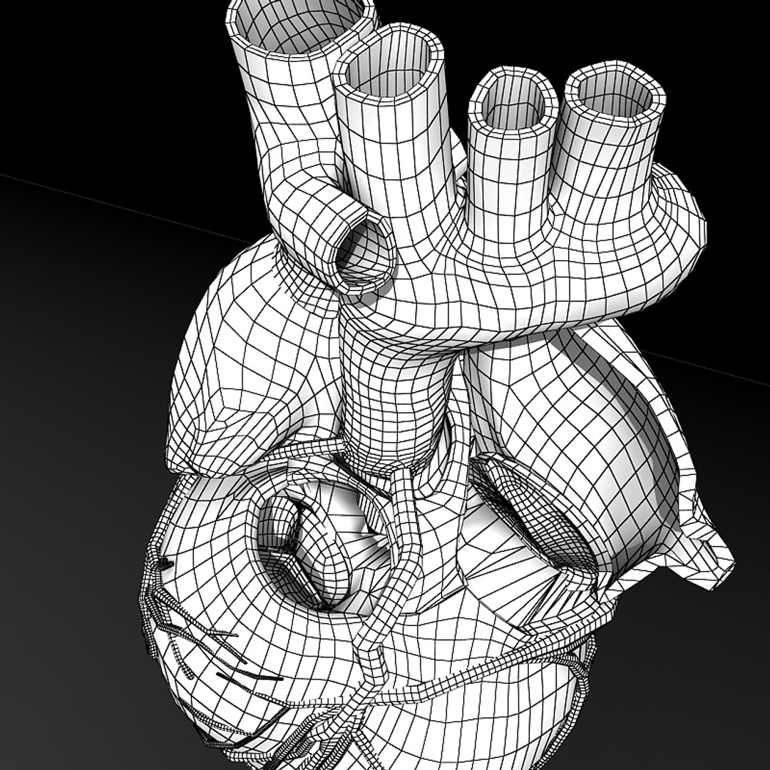 3d Obj Human Heart Anatomy